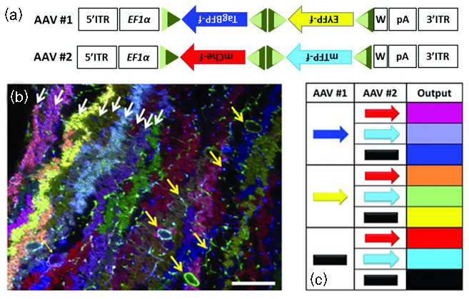 BrainBow | 告别“黑白”时代，彩虹般神经元背后的奥秘 - 知乎