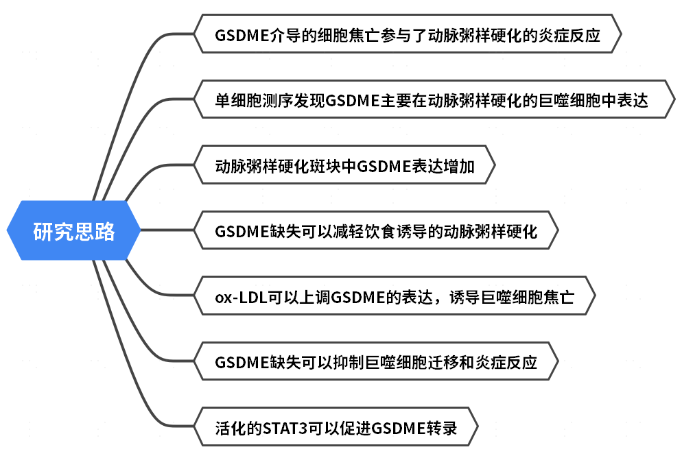 项目文章 | 单细胞测序揭示GSDME介导的细胞焦亡促进动脉粥样硬化进程 - 知乎