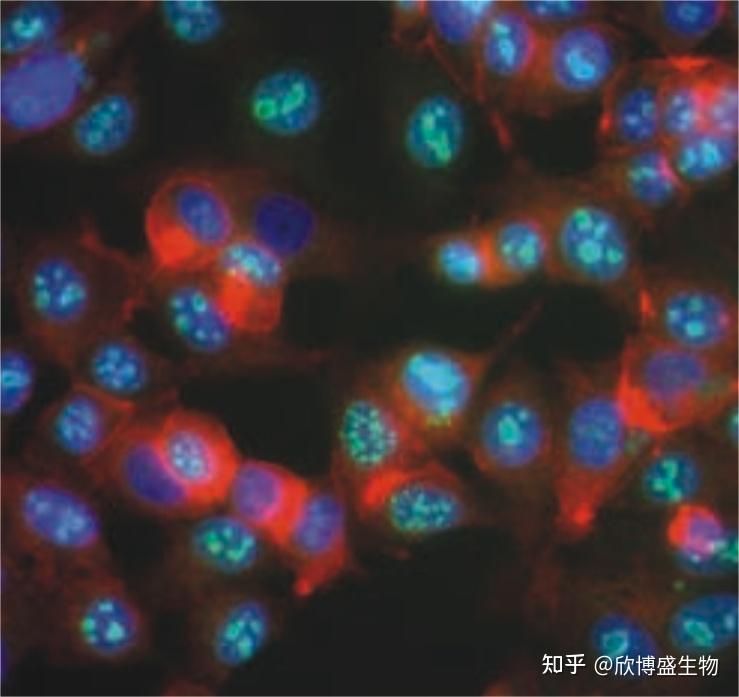 Serotec细胞增殖标志物抗体 - 知乎