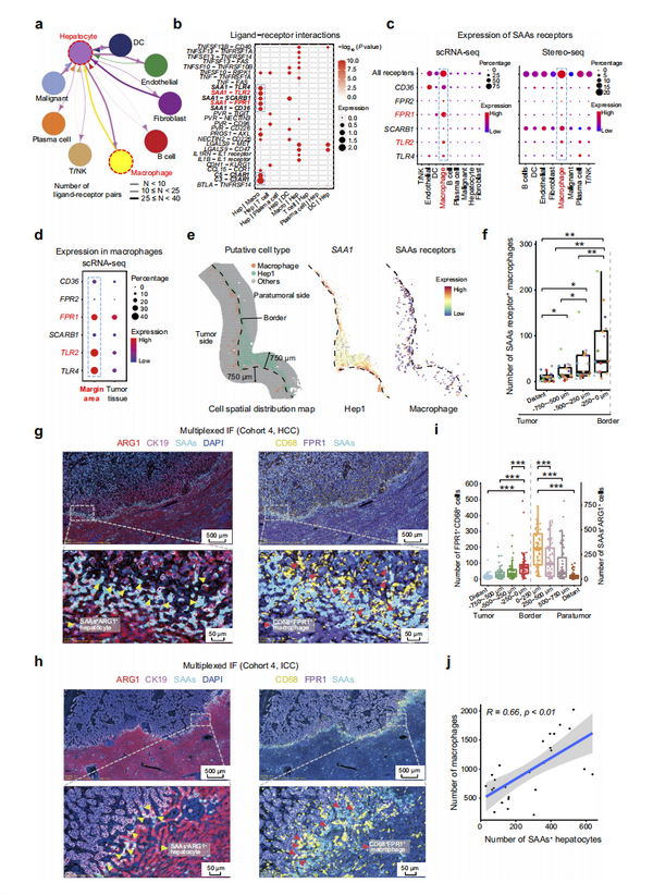 Cell Res | Stereo-seq揭示人类肝癌浸润区促进肝细胞-肿瘤细胞串扰、局部免疫抑制和肿瘤进展 - 知乎