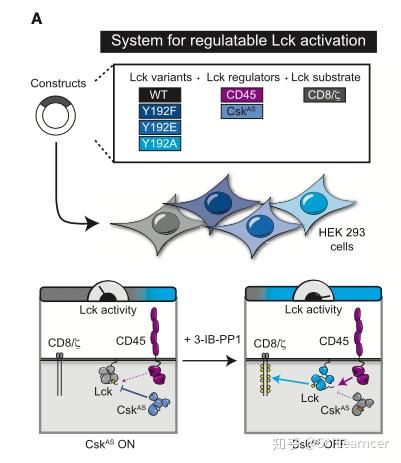 Molecular Cell（回顾）｜Lck的磷酸化位点调节CD45对Lck的激活 - 知乎