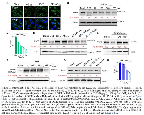 JACS: IGF2-融合溶酶体靶向嵌合体用于降解细胞外和膜蛋白 - 知乎