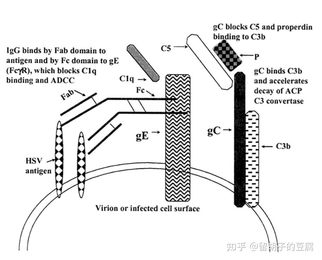 行业|Moderna公司研发管线之单纯疱疹病毒mRNA疫苗 - 知乎