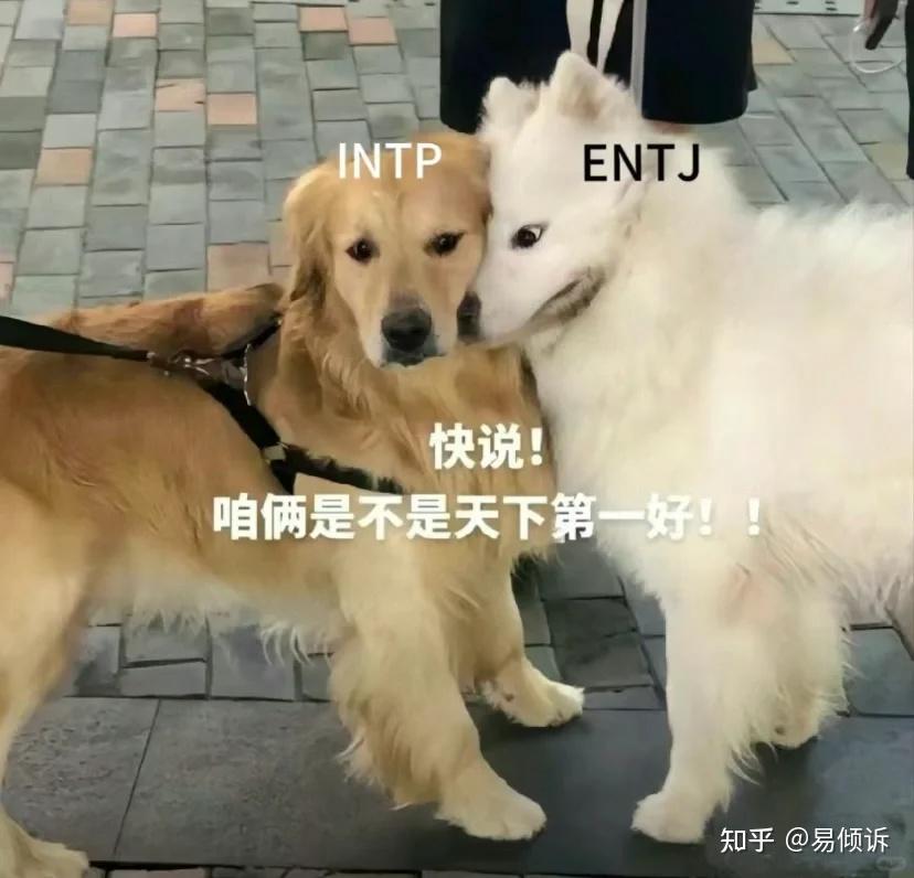 ENTJ+INTP：这对CP你磕了吗？ - 知乎