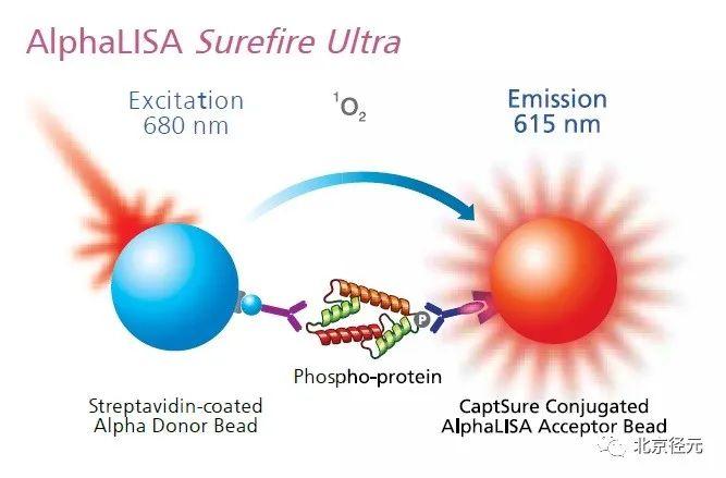 读懂Alpha均相检测技术|高通量筛选利器 - 知乎