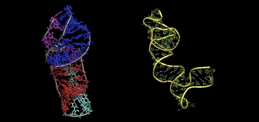 90后斯坦福博士论文登Science封面！AI算法准确预测RNA三维结构 - 知乎
