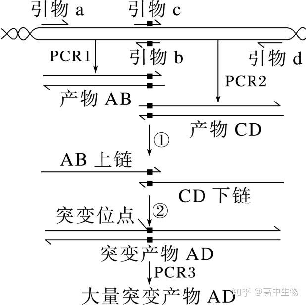 PCR基因定点突变