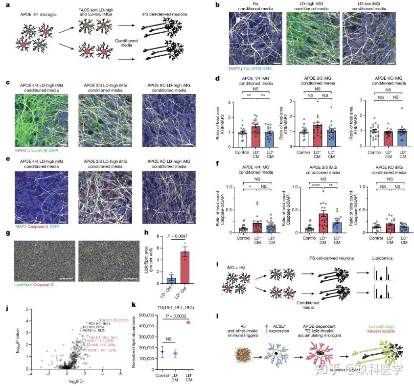 Nature︱APOE4/4与阿尔茨海默症小胶质细胞损伤性脂滴的关系 - 知乎