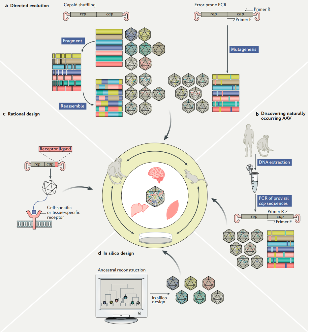 Nature综述：基因治疗载体AAV的“前世今生” - 知乎