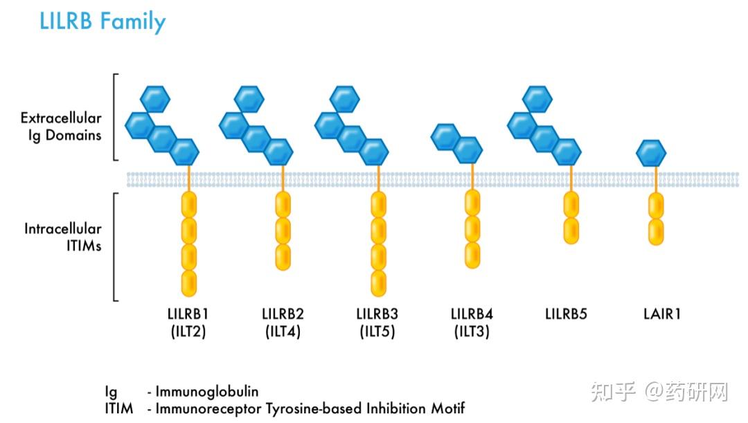 抗癌新方向，免疫检查点LILRB - 知乎