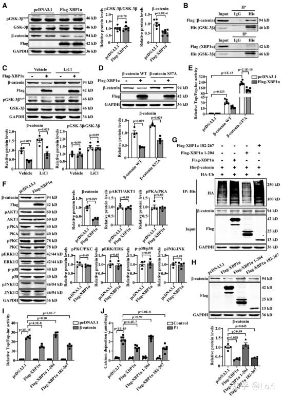 文献学习004——未剪切的XBP1 & β-Catenin互作抑制血管钙化 - 知乎
