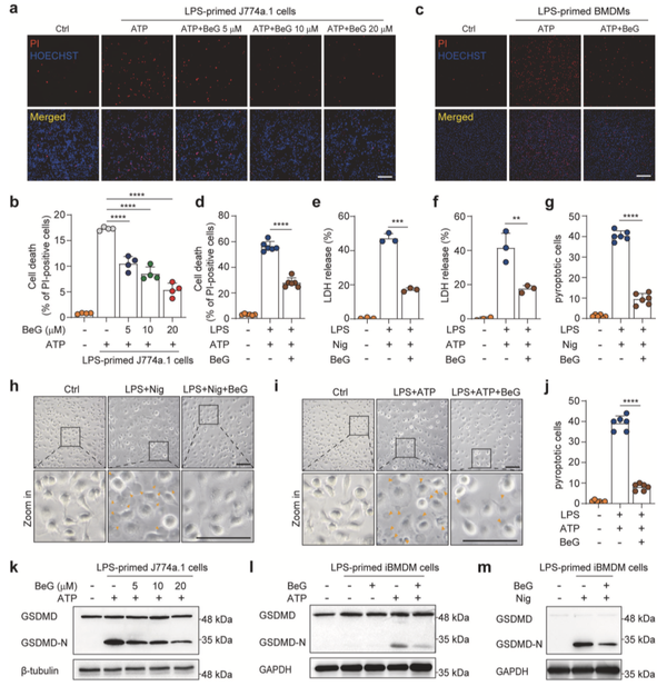 药理学报丨Bergapten 通过促进线粒体自噬抑制 NLRP3 炎症小体激活和细胞焦亡 - 知乎