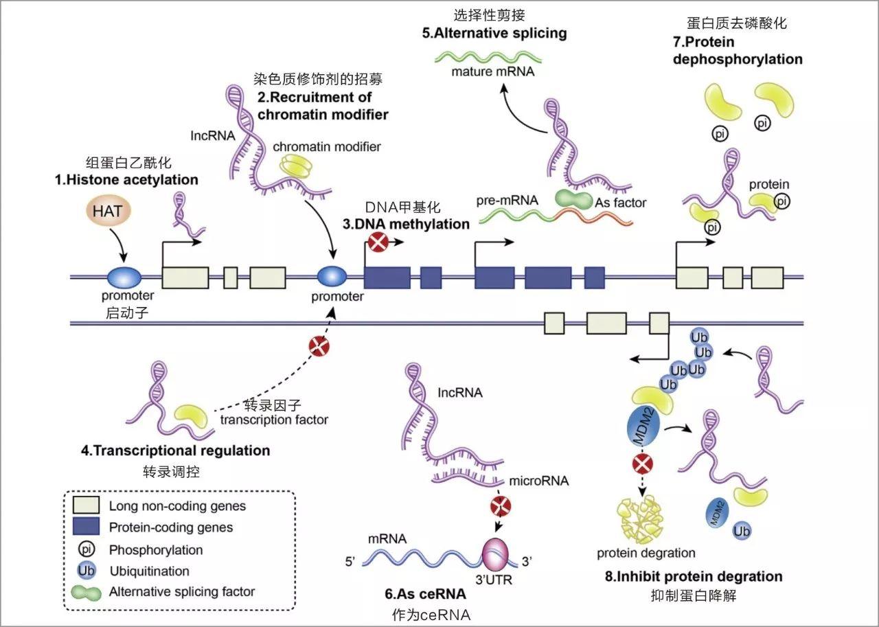 与食管癌相关的LncRNA：食管癌的LncRNA调控机制总结 - 知乎
