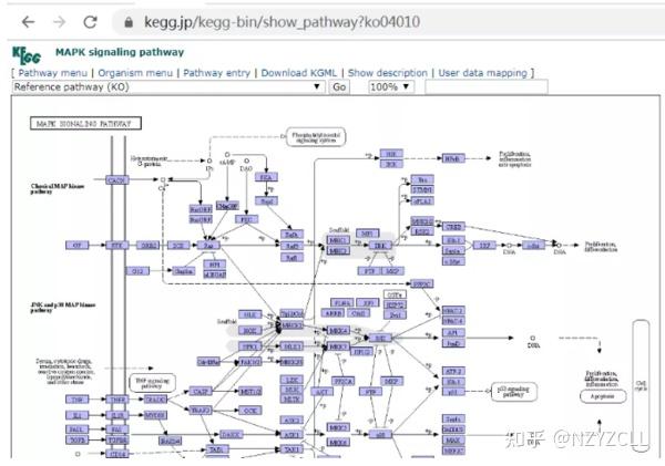 GO KEGG相关分析 - 知乎