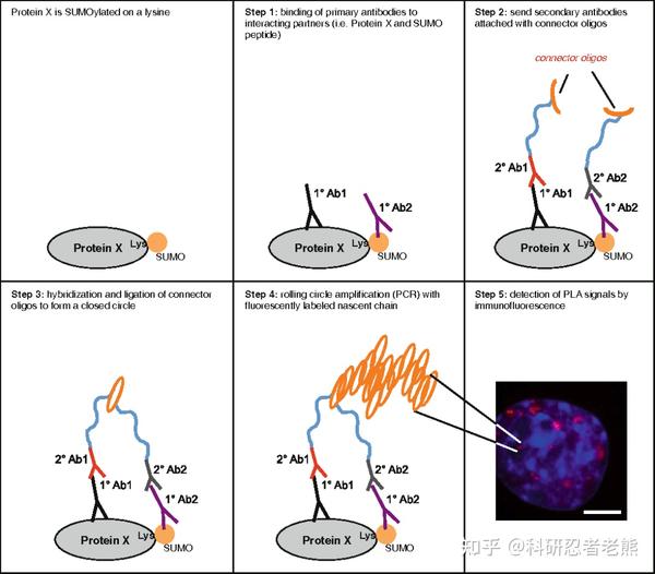 讲讲PLA技术的图怎么看——可视化蛋白相互作用 - 知乎
