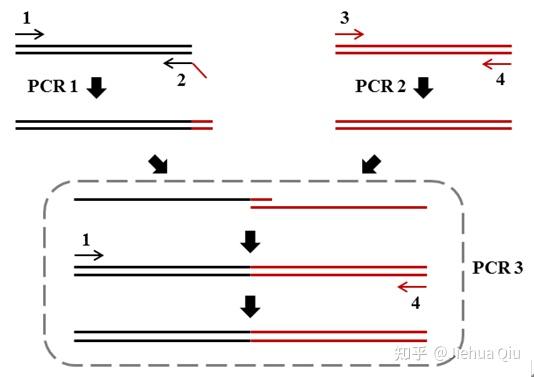 PCR-PCR种类 - 知乎