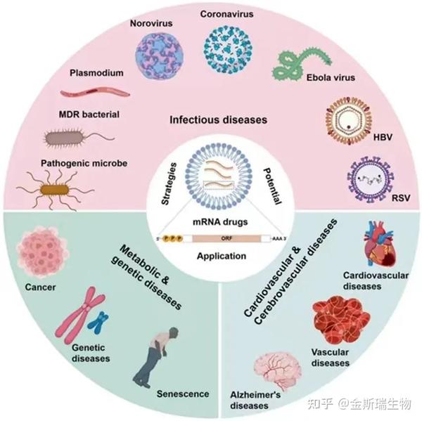 一文带你全面了解IVT mRNA，一颗冉冉升起的医学新星！ - 知乎