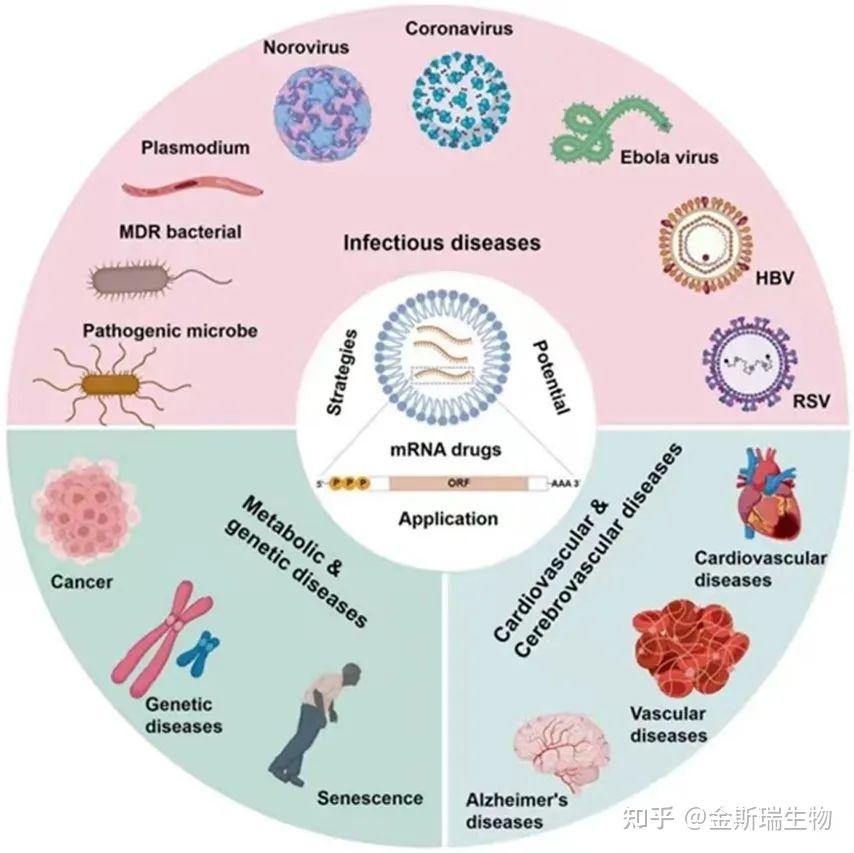 一文带你全面了解IVT mRNA，一颗冉冉升起的医学新星！ - 知乎