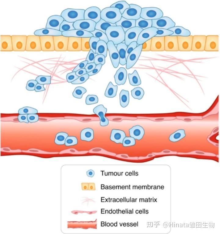 手把手教学｜一文弄懂细胞迁移和侵袭实验 - 知乎