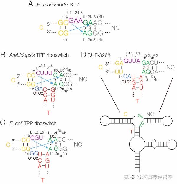 RNA︱黄林/David Lilley团队合作研究k-junctions的结构和折叠特性：提高从序列准确预测RNA三维结构的能力 - 知乎