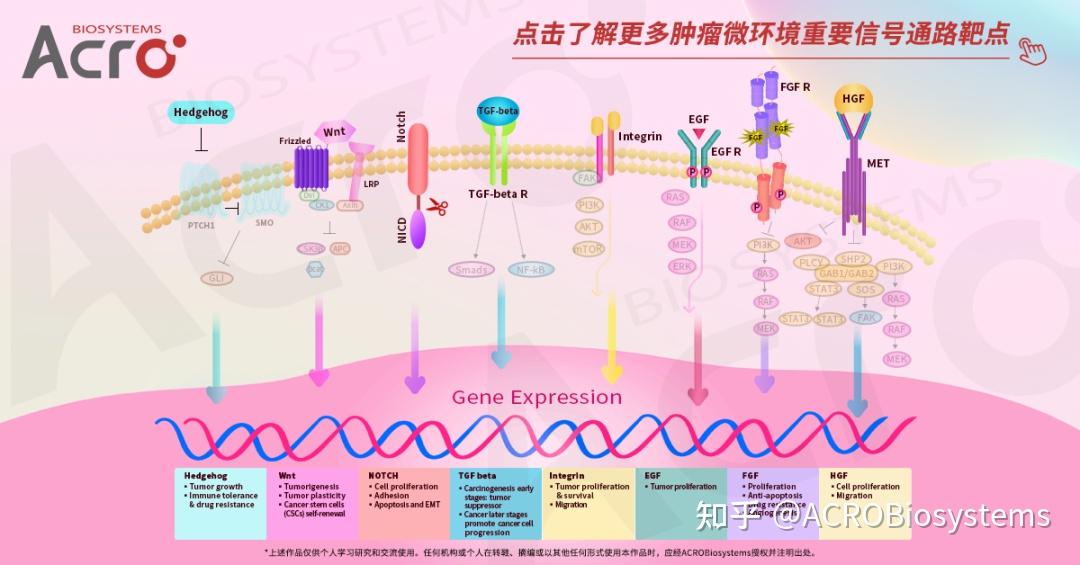 【双抗布局】——EGFR / c-MET：大厂必争的肺癌高地 - 知乎