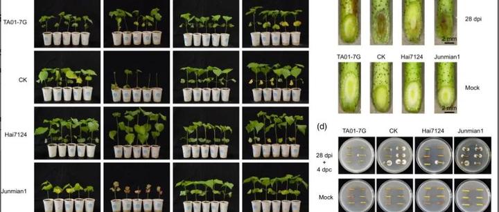 【Plant Biotech J】RVE2是茉莉酸途径中的一种新的调节因子，可协调棉花对黄萎病的抗性 - 知乎