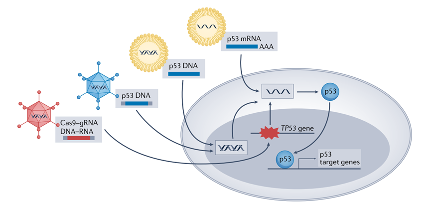 靶向肿瘤中的p53: 一个蛋白，多个靶点 - 知乎