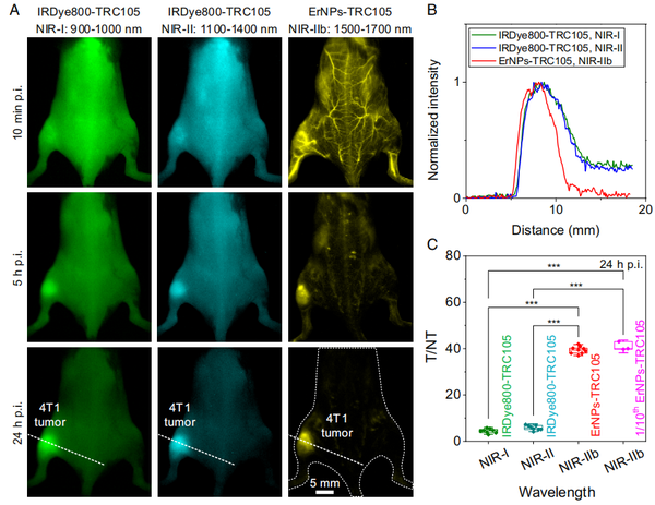 手术导航｜NIR-IIb 分子荧光成像引导下低细胞水平高精度肿瘤切除 - 知乎