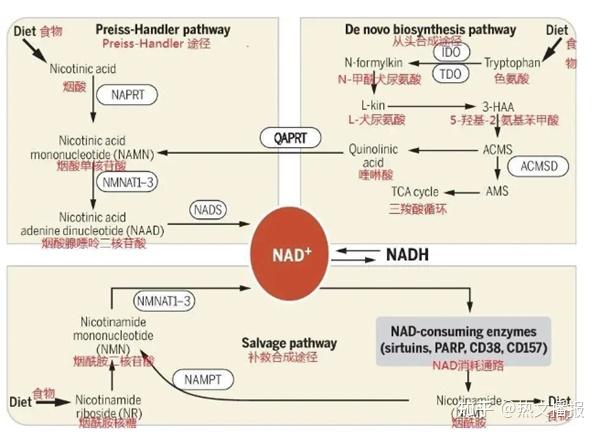 Mkule：NAD+有五大前体，凭什么只有NMN一枝独秀？ - 知乎
