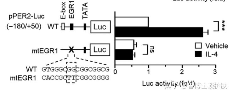 炎症因子IL-4通过EGR1调控节律系统中枢基因PER2 - 知乎