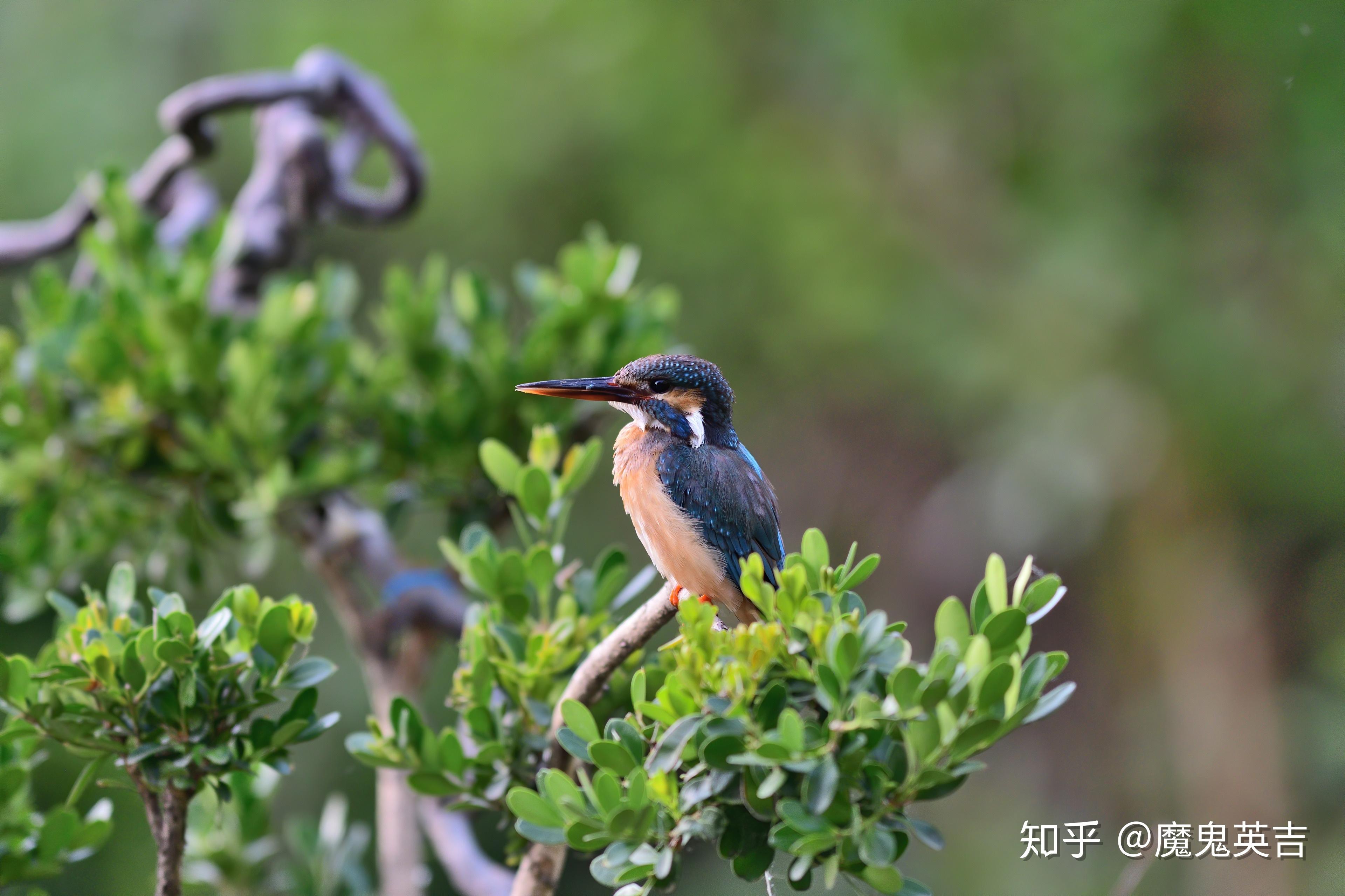 apsc画幅m43画幅拍照画质相差很多吗? - 知乎