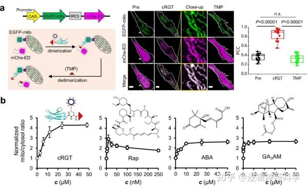 Nat Commun | 哈尔滨工业大学陈西团队在化学诱导临近领域取得重要进展 - 知乎