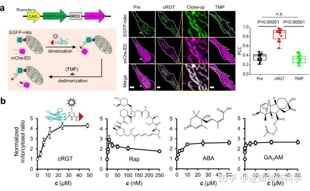 Nat Commun | 哈尔滨工业大学陈西团队在化学诱导临近领域取得重要进展 - 知乎