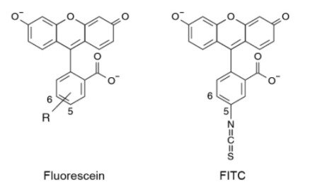 Fluorescein Biotin 荧光标记生物素;cy3/cy5/cy7标记生物素 - 知乎