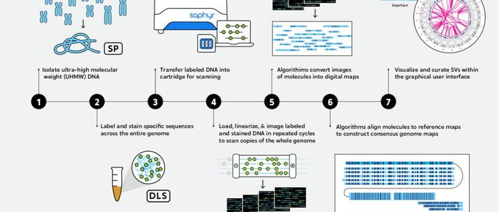 OGM-光学基因组图谱 - 知乎
