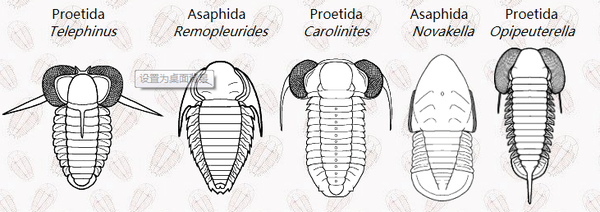“古人们” ：三叶史记（1）三叶虫的起源及早期演化 - 知乎
