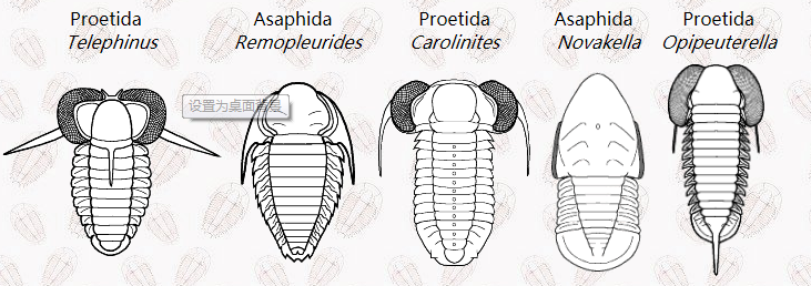 “古人们” ：三叶史记（1）三叶虫的起源及早期演化 - 知乎