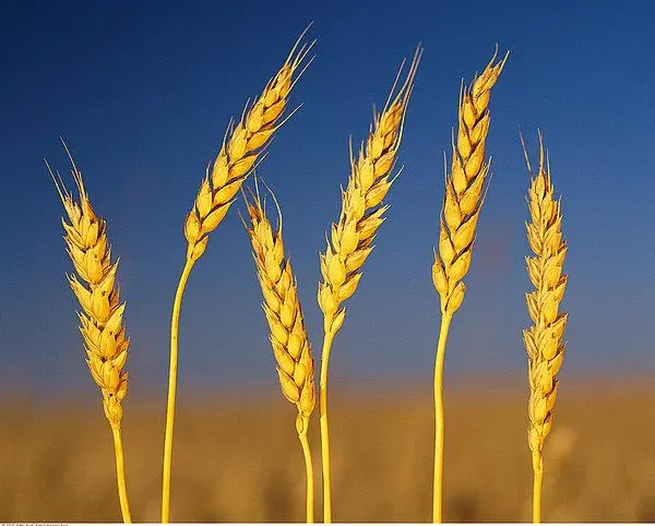 小麦又Nature | 中国农业大学小麦研究中心揭示BR与GA激素平衡调控小麦株型和产量的新机制 - 知乎