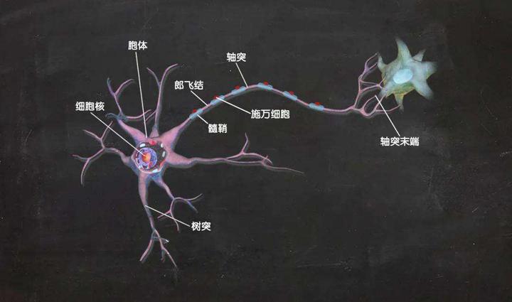 从神经科学到人工智能（九）- 多室模型（multi-compartment model）与动作电位沿轴突的传播 - 知乎