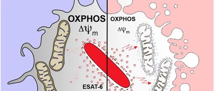 Cell丨mTOR在宿主巨噬细胞对抗结核中的关键作用 - 知乎