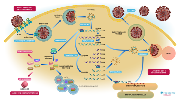 新冠药理：Paxlovid和瑞德西韦的原理，RdRp和MPro抑制剂与病毒的结合（docking）数据，还有哪些常用药可抑制病毒 - 知乎