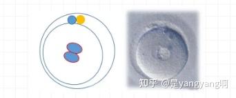 胚胎受精（有效区分0PN，1PN，2PN，3PN/4PN） - 知乎