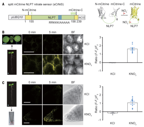 西北农林科技大学，重磅《Science》！揭示新机制！ - 知乎