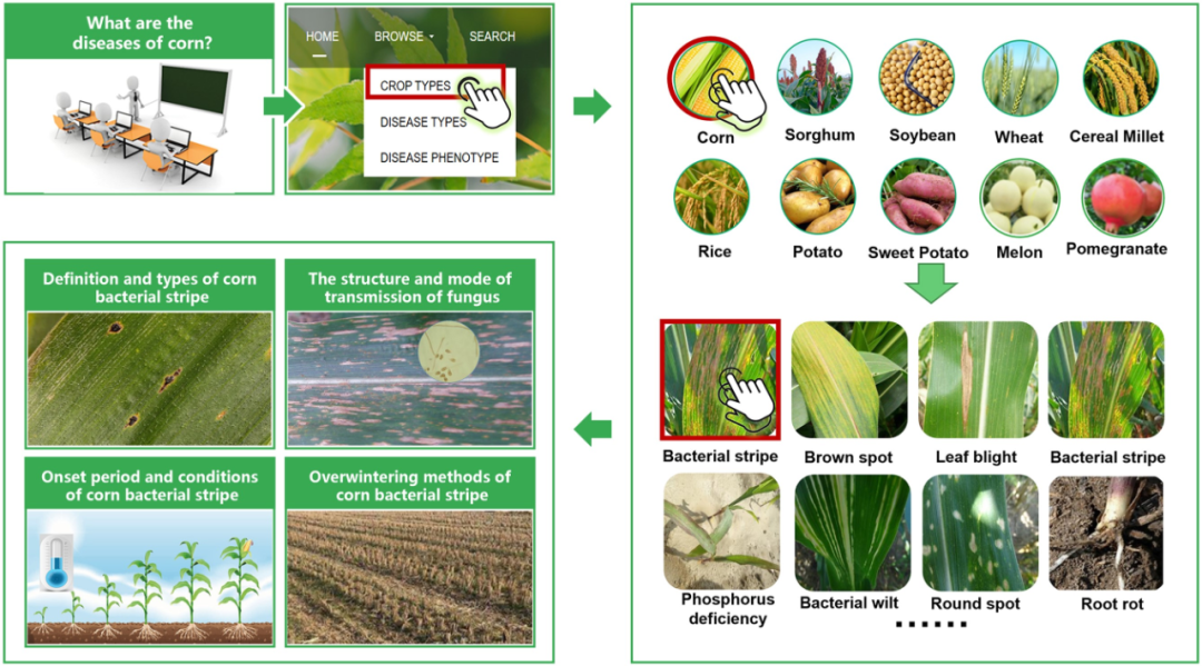 PlantPAD：大规模的植物科学疾病图像表型分析平台 - 知乎