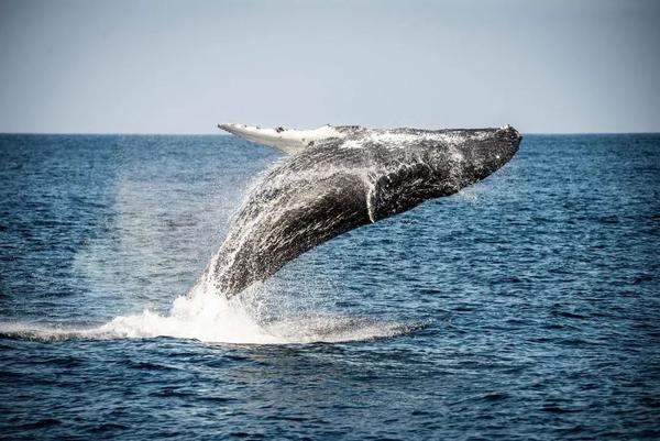 观鲸到极致 | 这些北美地点，务必不要错过 - 知乎