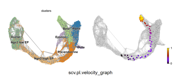scVelo绘制velocity graph时生成图错误的问题 - 知乎