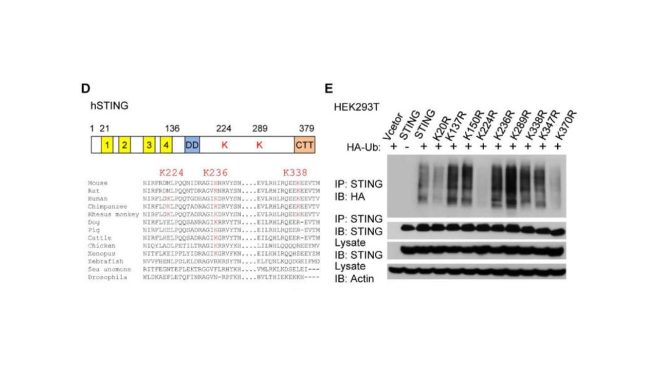 蛋白被E3ligase泛素化可以做哪些实验 - 知乎