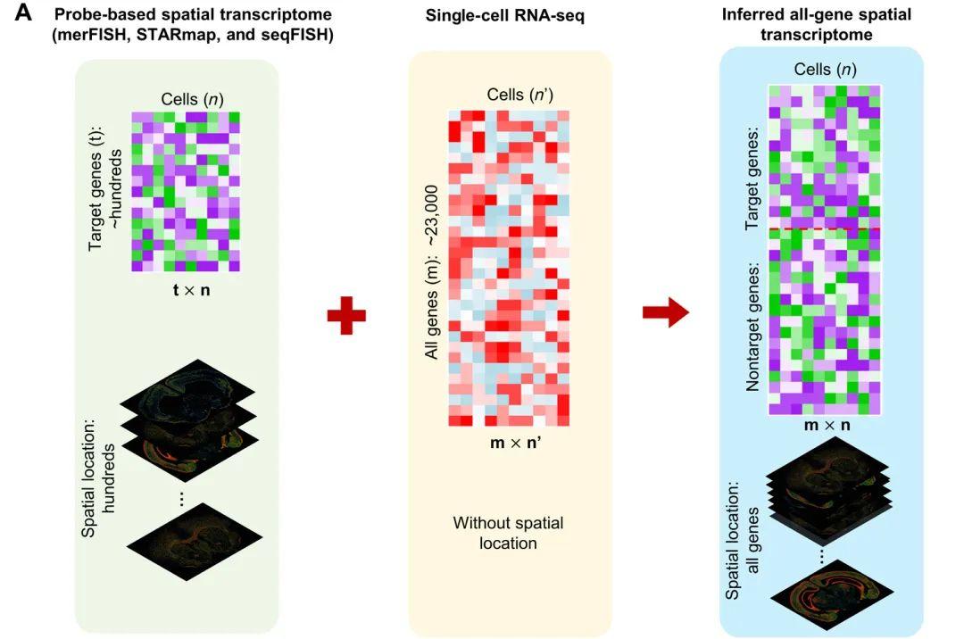 Science Advances：利用iSpatial对全基因组空间表达进行精确推断 - 知乎