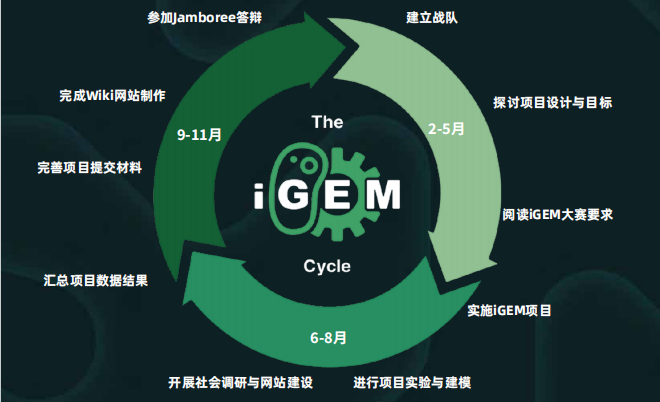 个人专访丨iGEM全球金奖，宏文学子共赴全球基因技术应用前沿！ - 知乎
