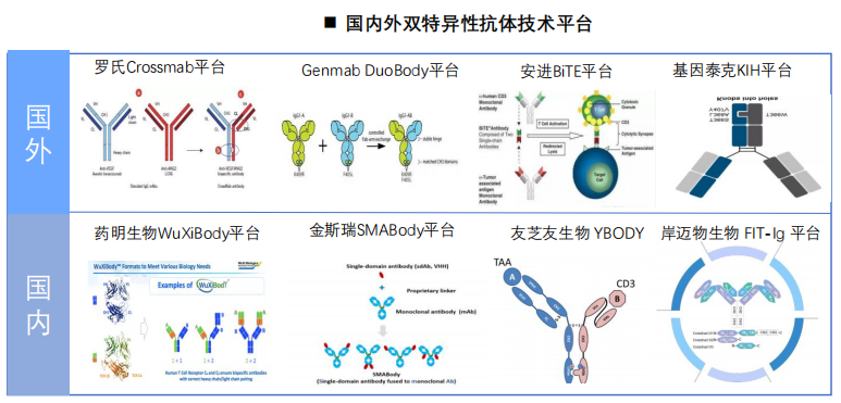 一文读懂双特异性抗体作用机制及研究进展 - 知乎
